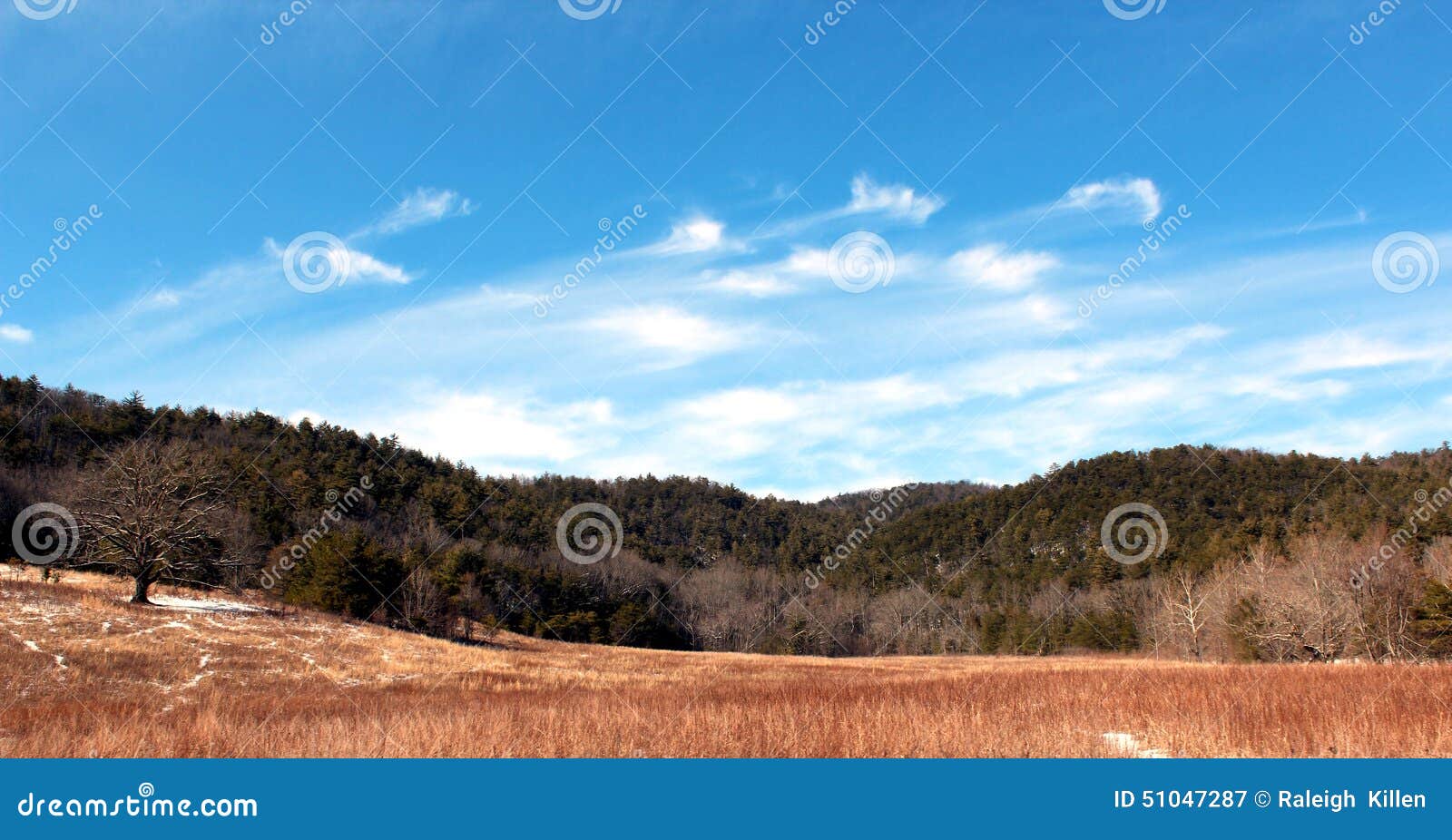 Sage field stock image. Image of country, beautiful, forrest - 51047287
