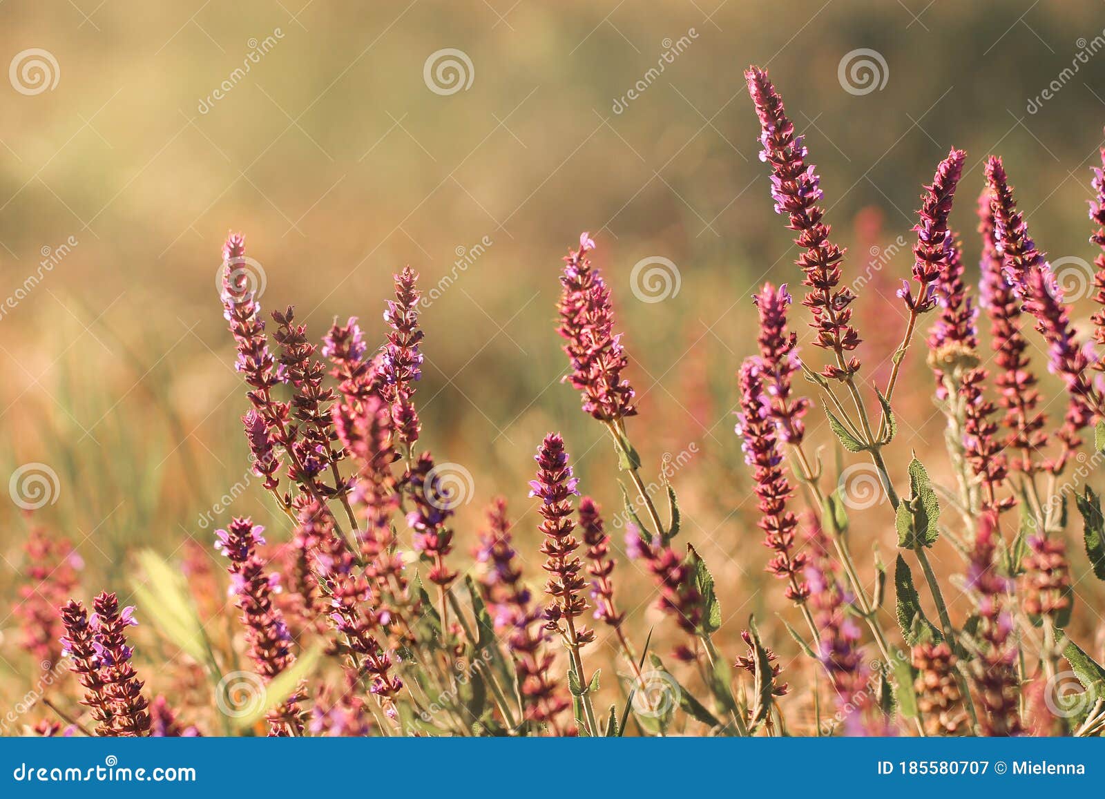 The Sage Field in the Sunlight. Stock Image - Image of healthy, meadow ...