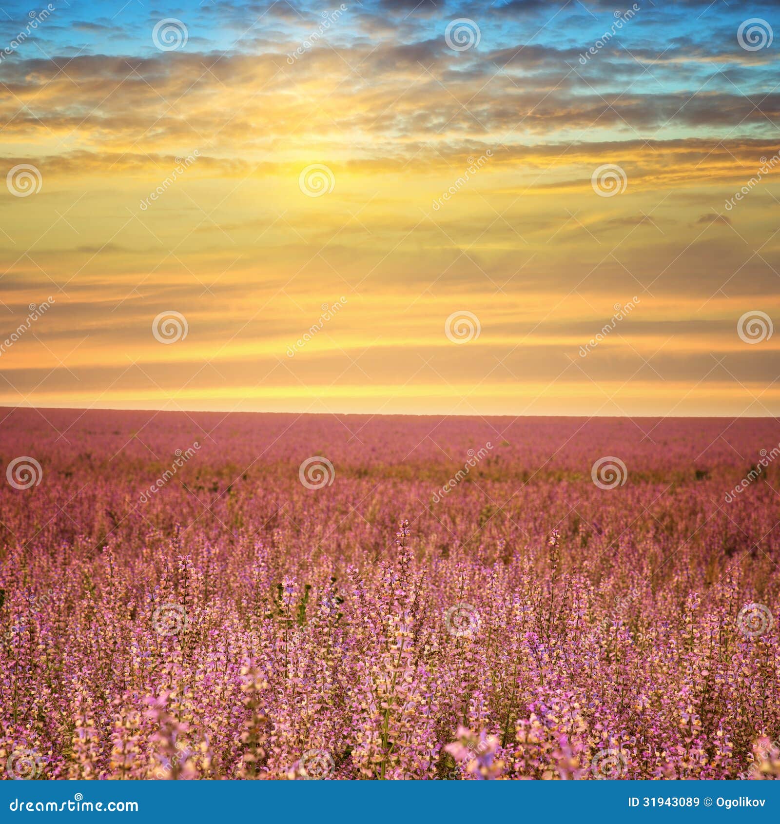 Sage field at sunset. stock image. Image of nature, clouds - 31943089