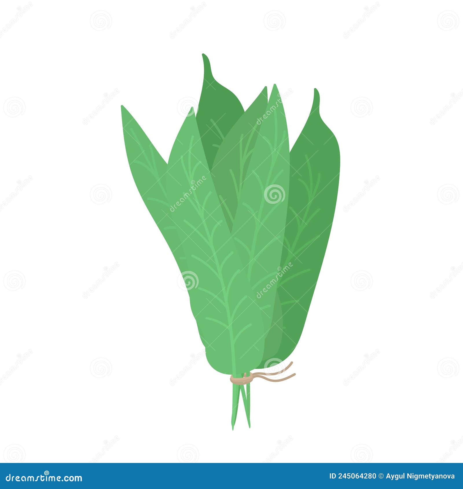 Sage Flat Vector Graphic Illustration Isolated on White Background ...