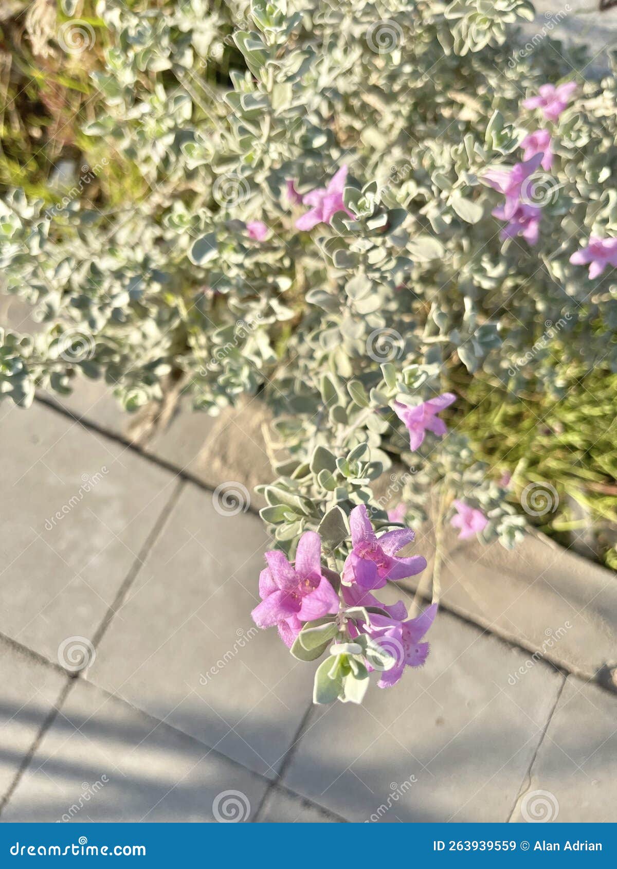 Sage flower stock image. Image of flower, texas, pink - 263939559
