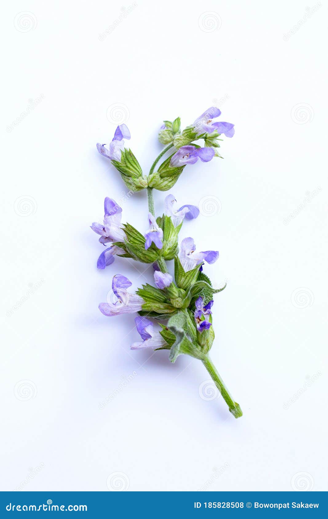 Sage Flower on White Background Stock Photo - Image of health, closeup ...