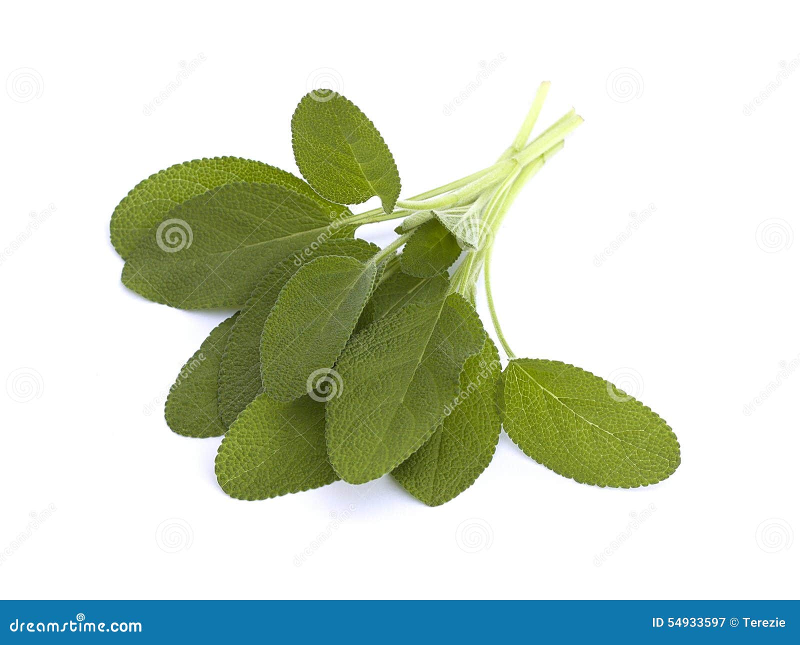 Sage stock image. Image of aromatic, fragrant, herbal - 54933597