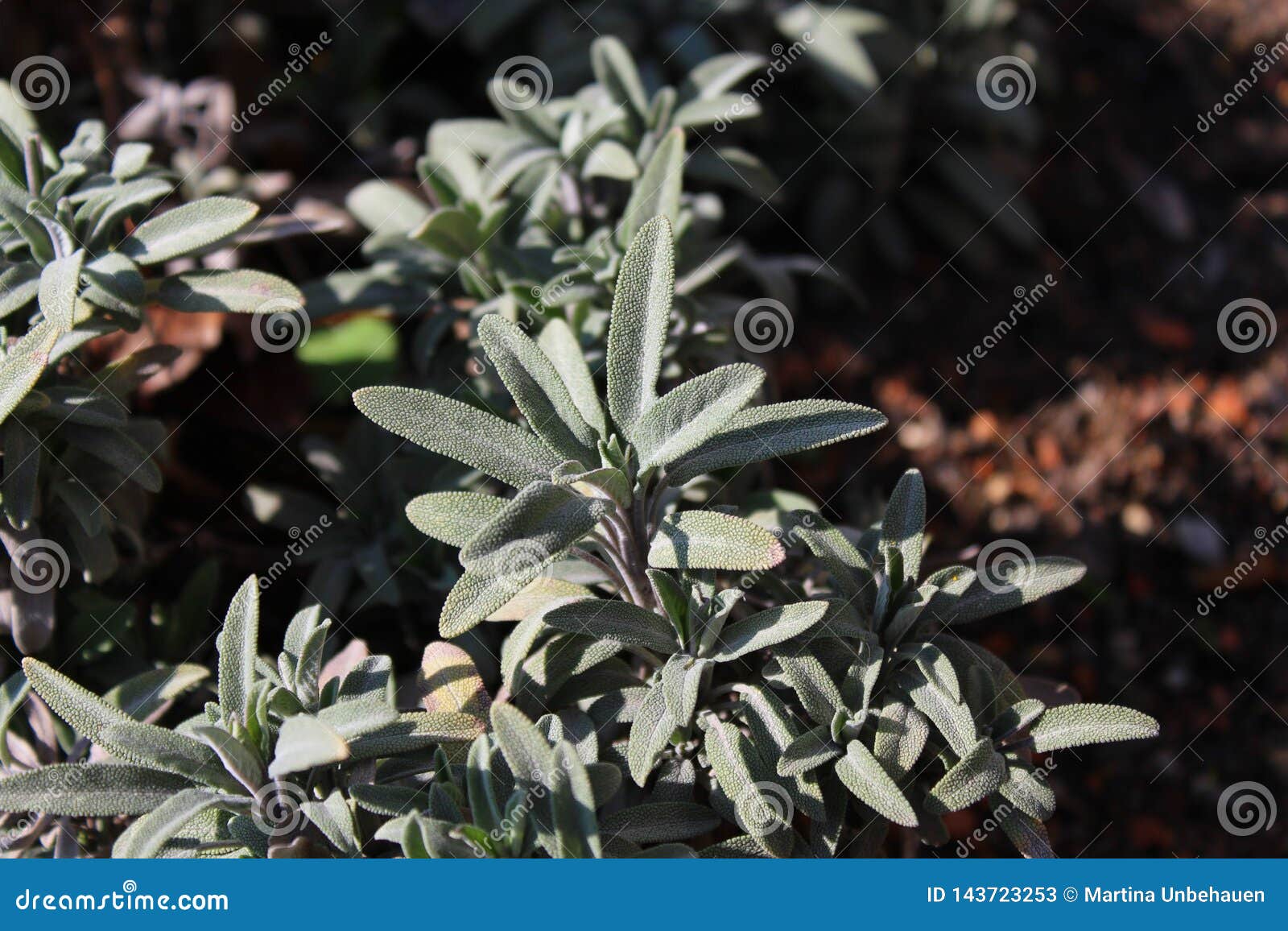 Sage in the garden stock image. Image of natural, plants - 143723253