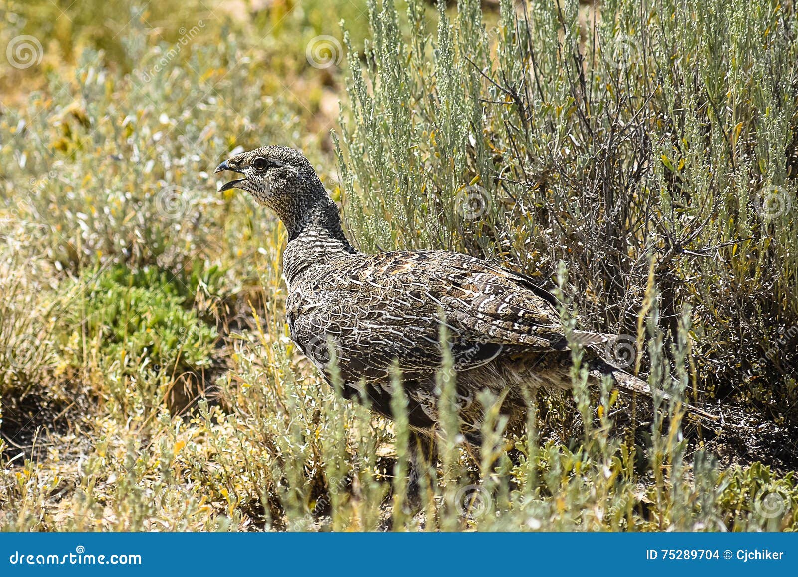 Sage Grouse (Sage Hen) foto de stock. Imagem de jogo - 75289704