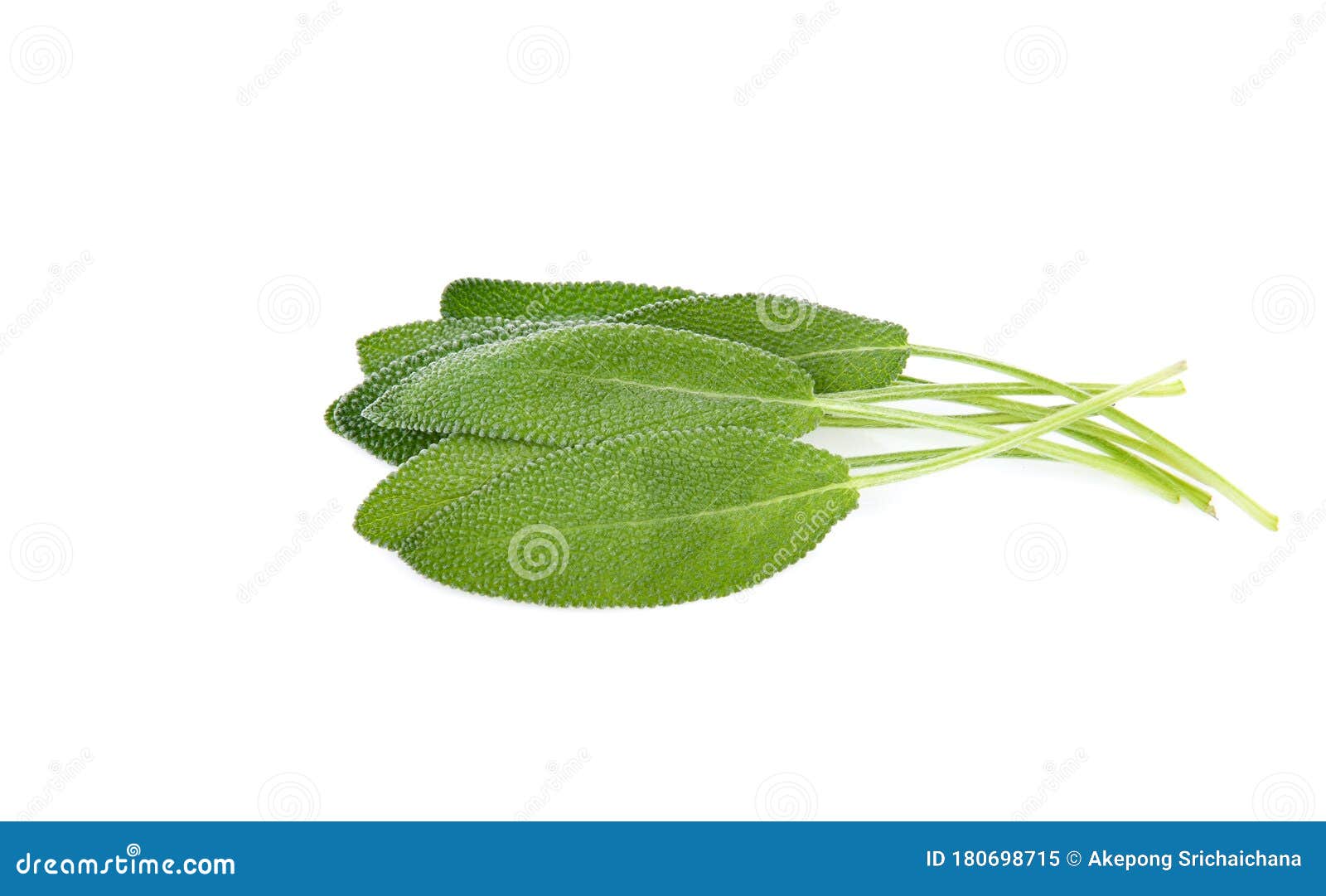 Sage Herb Isolated on White Background Stock Image - Image of green ...