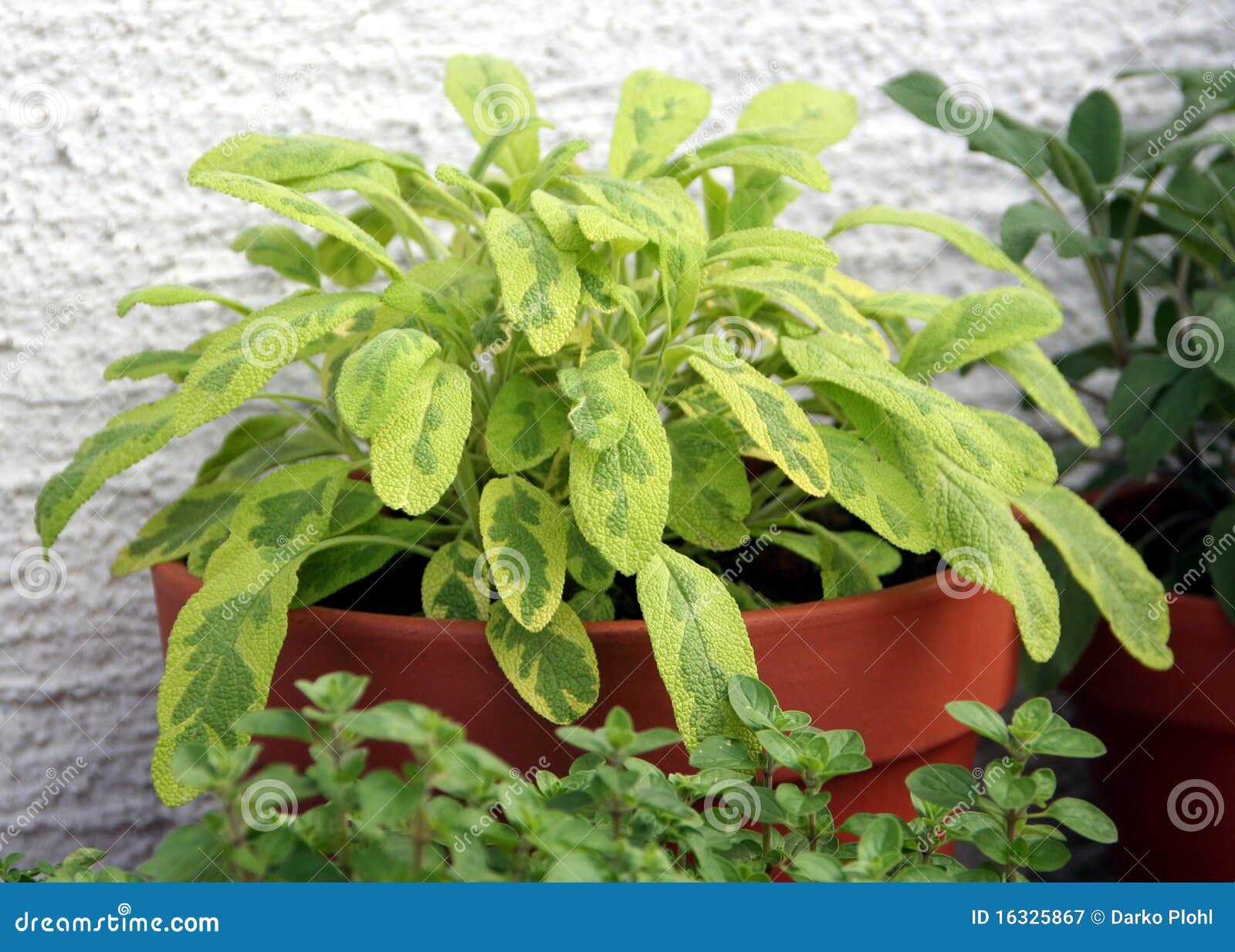Sage herb in the pot stock image. Image of ornamental - 16325867