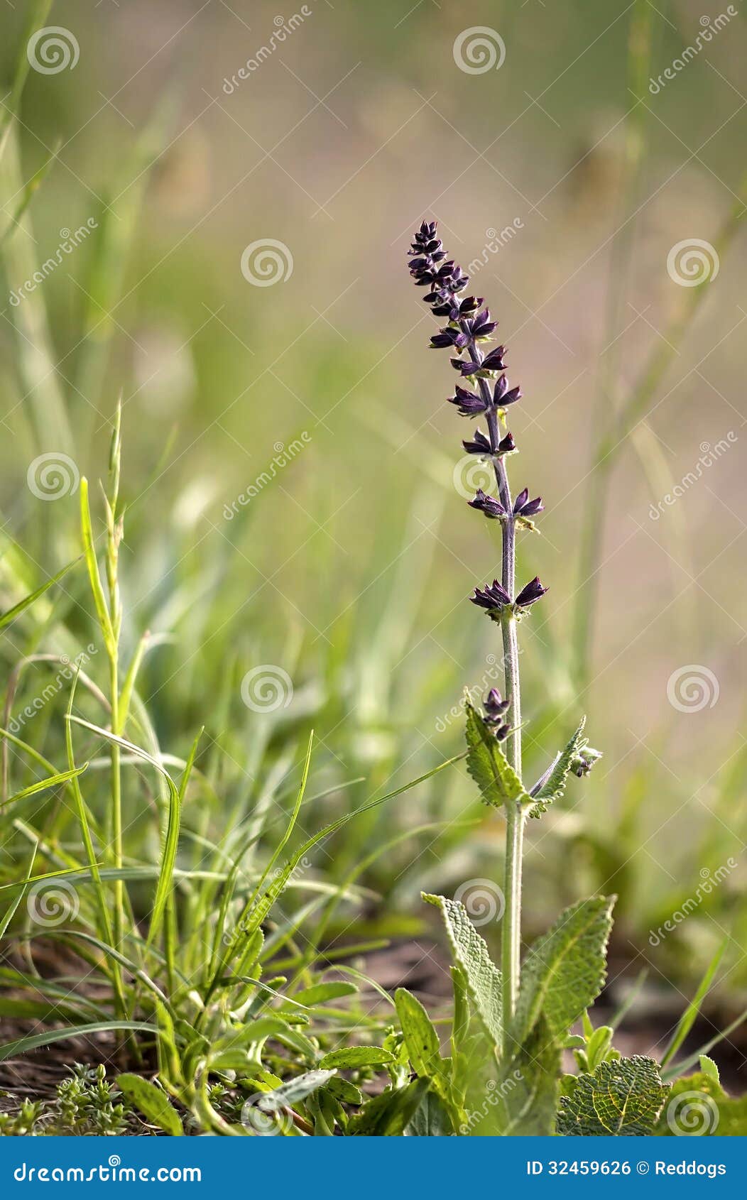 Sage herbal stock photo. Image of nature, leaf, botanical - 32459626