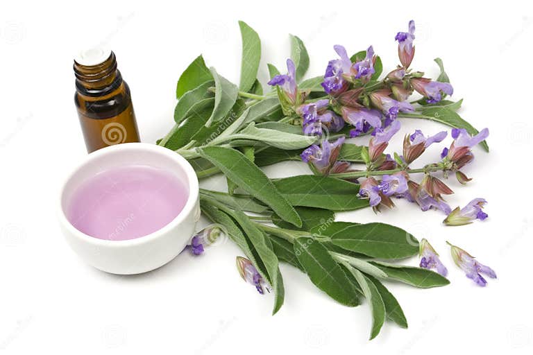 Sage isolated on white stock image. Image of flower, alternative - 5294375