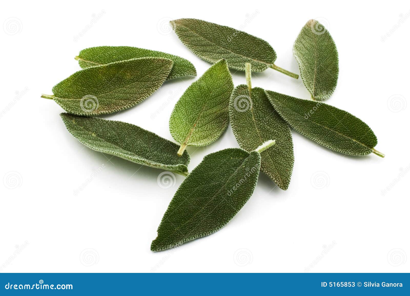 Sage leaves stock image. Image of horticulture, plant - 5165853