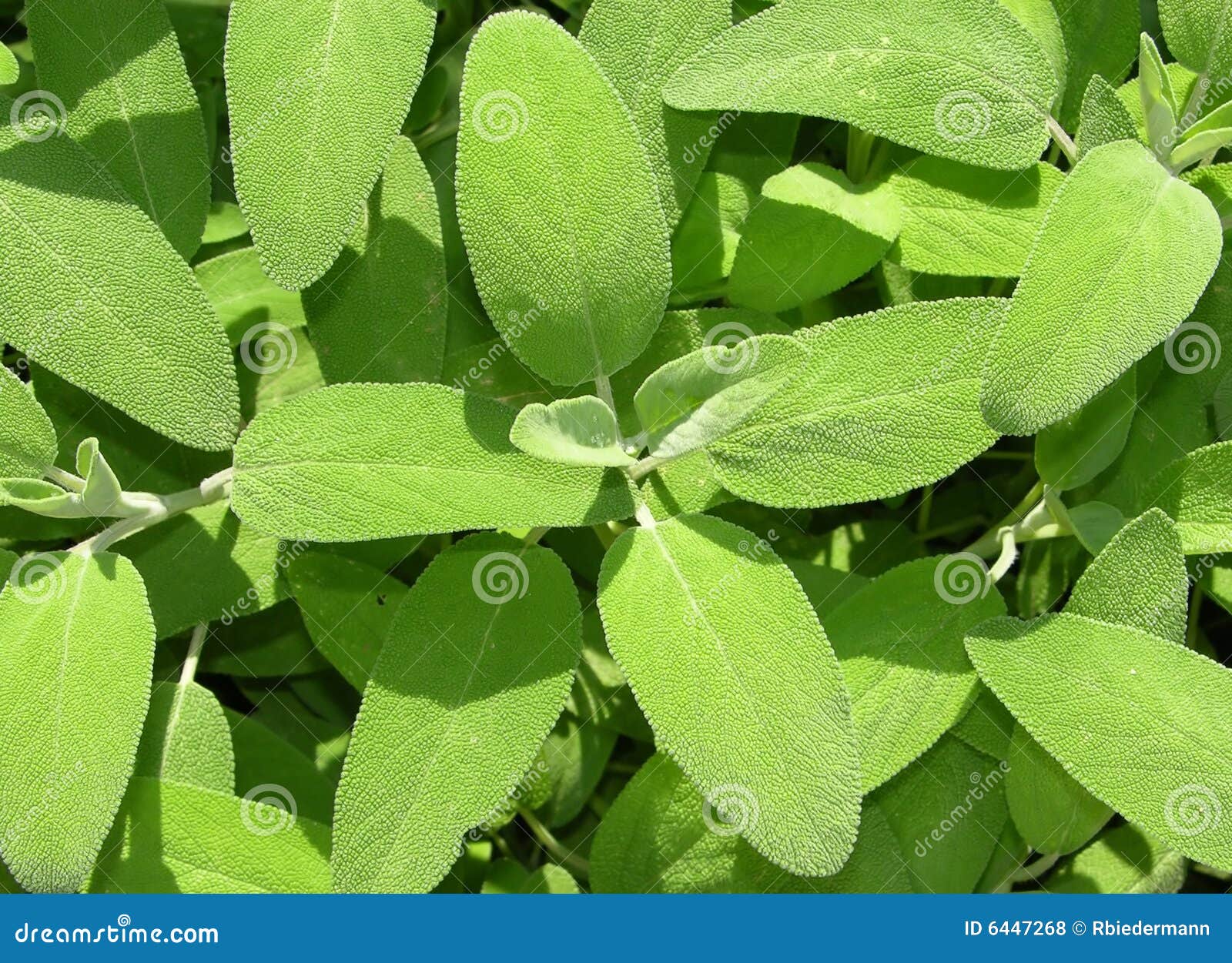 Sage Leaves Royalty Free Stock Photos - Image: 6447268