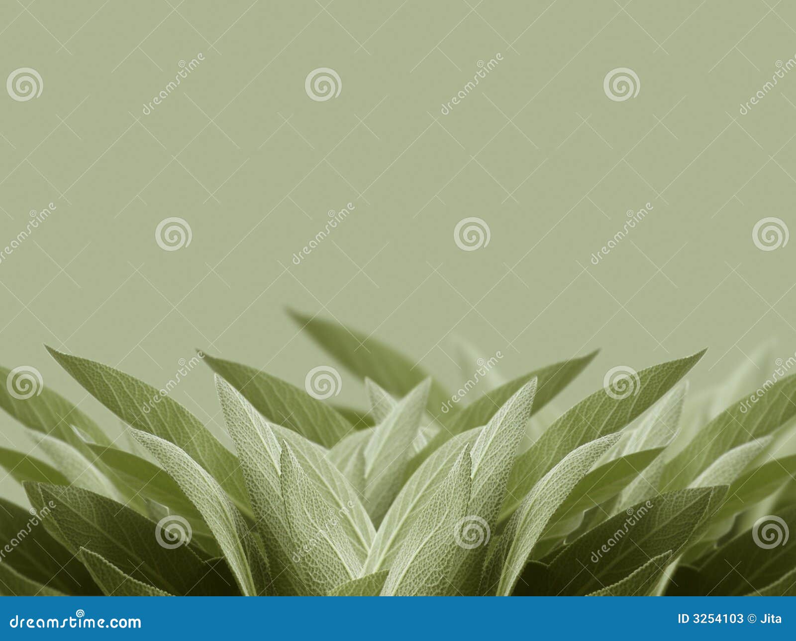 Sage leaves background stock image. Image of ingredient - 3254103