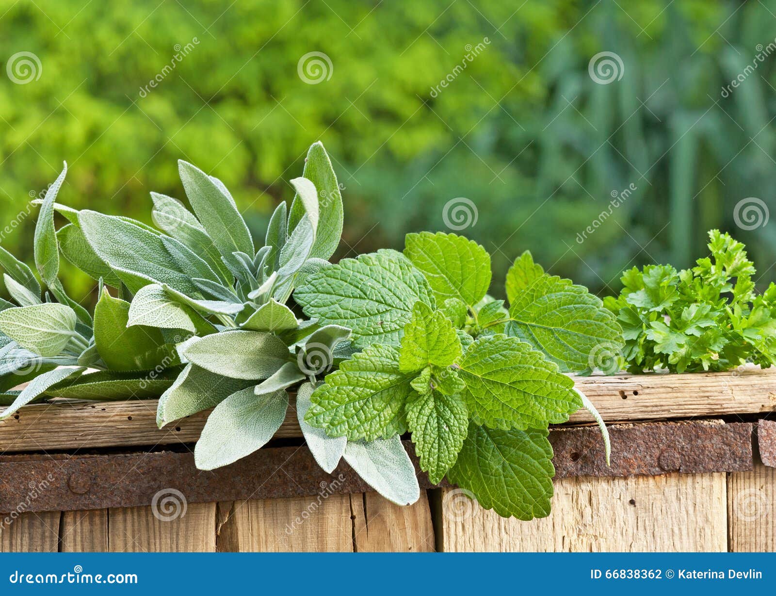 Sage and the lemon balm stock photo. Image of used, garden - 66838362