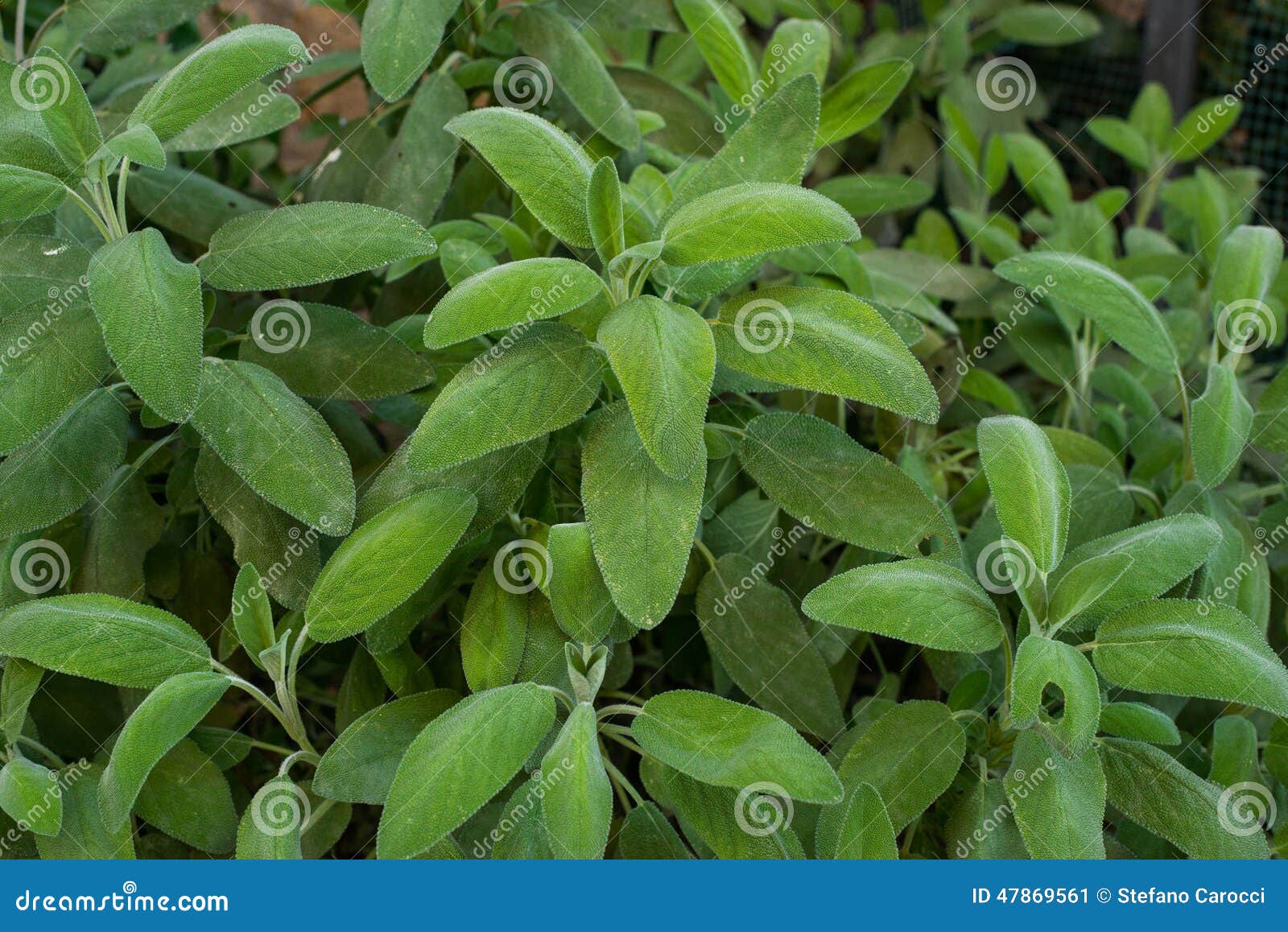 Sage stock image. Image of salvia, vegetable, perfumed - 47869561