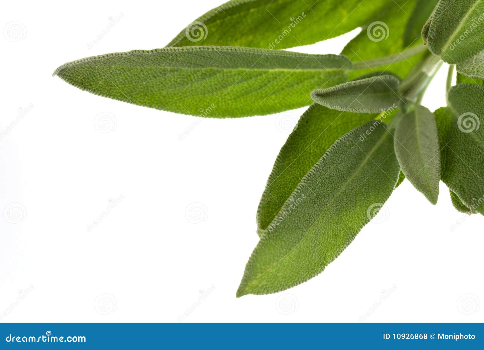 Sage Plant ,isolated on White Background Stock Photo - Image of ...