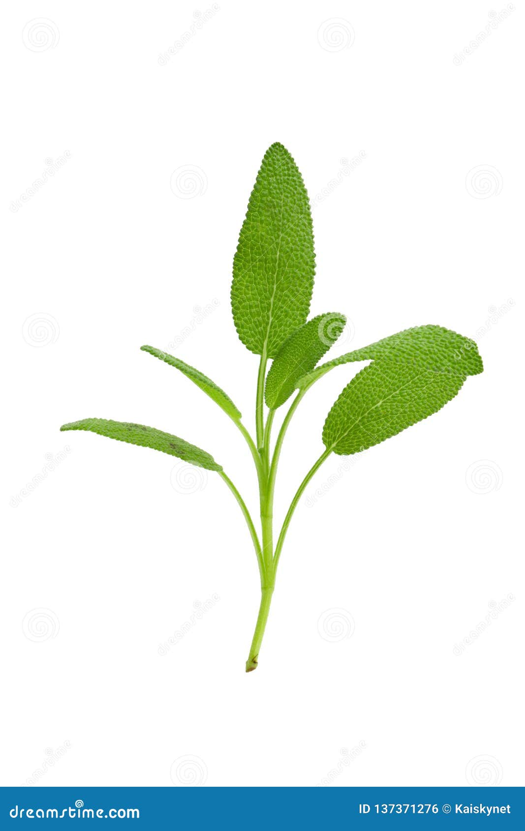 Sage Plant Isolated Over a White Background Stock Photo - Image of ...