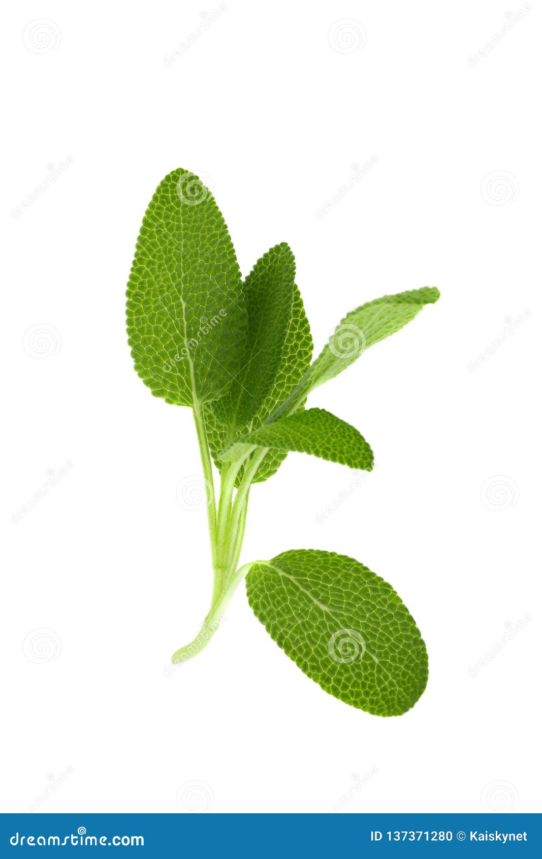 Sage Plant Isolated Over a White Background Stock Photo - Image of ...