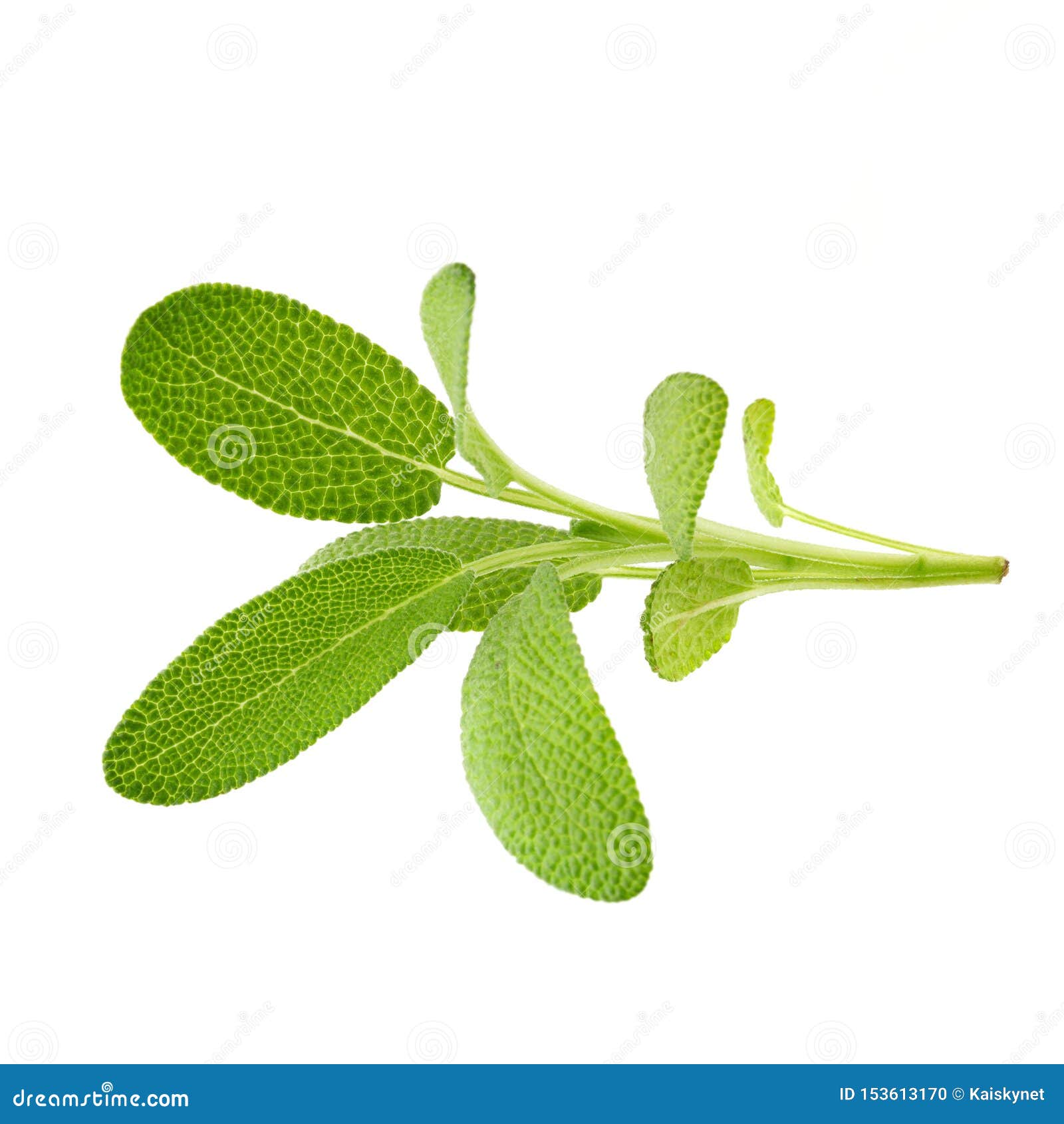 Sage Plant Isolated on a White Background Stock Photo - Image of spice ...