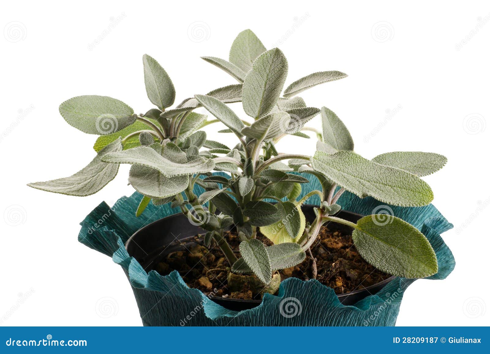 Sage plant in a pot stock image. Image of aromatic, plant - 28209187