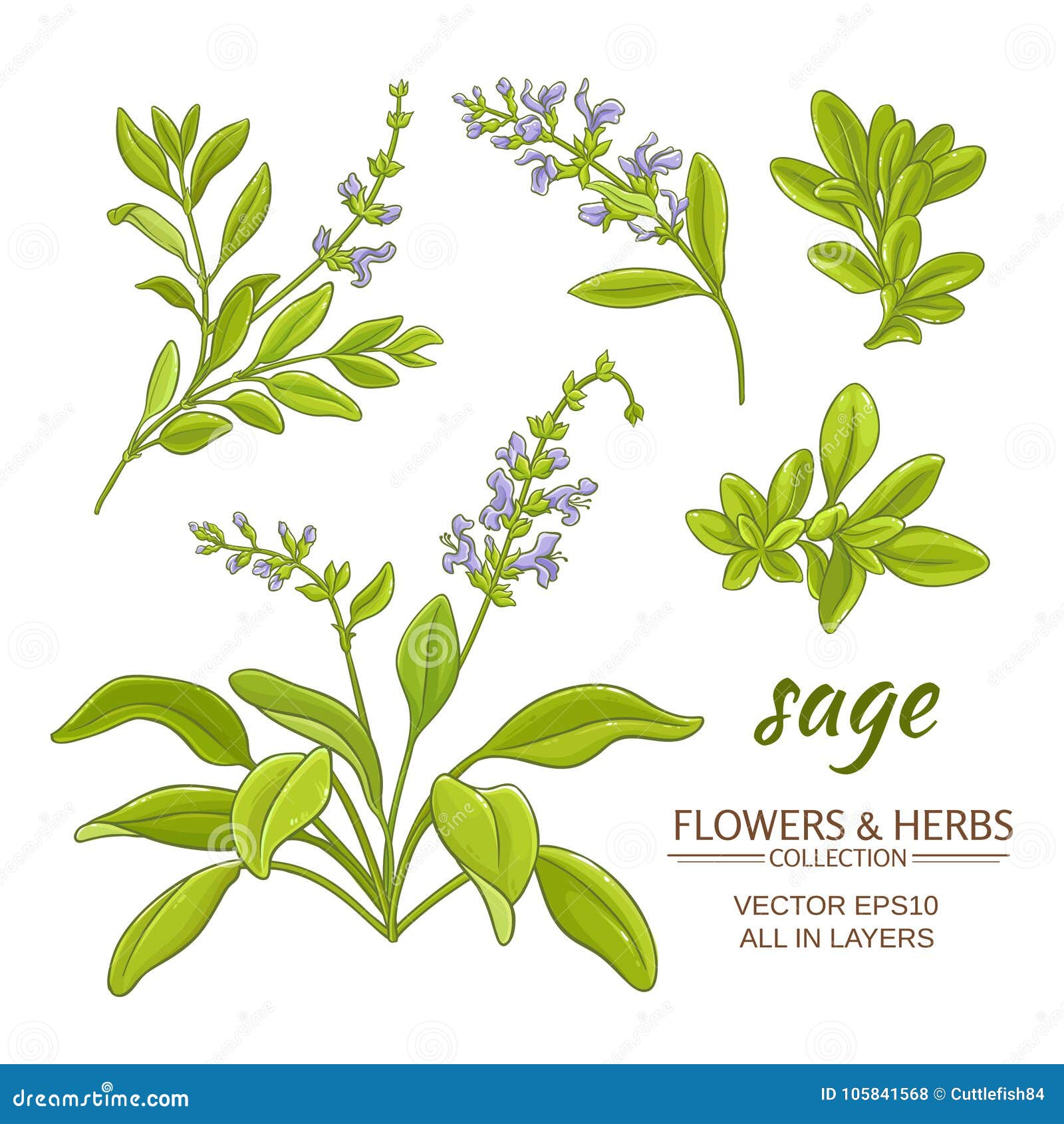 Sage vector set stock vector. Illustration of herbal - 105841568