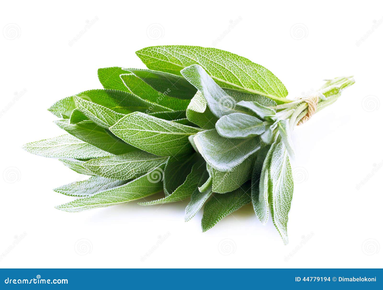 Sage plant on a white. stock photo. Image of twig, seasoning - 44779194