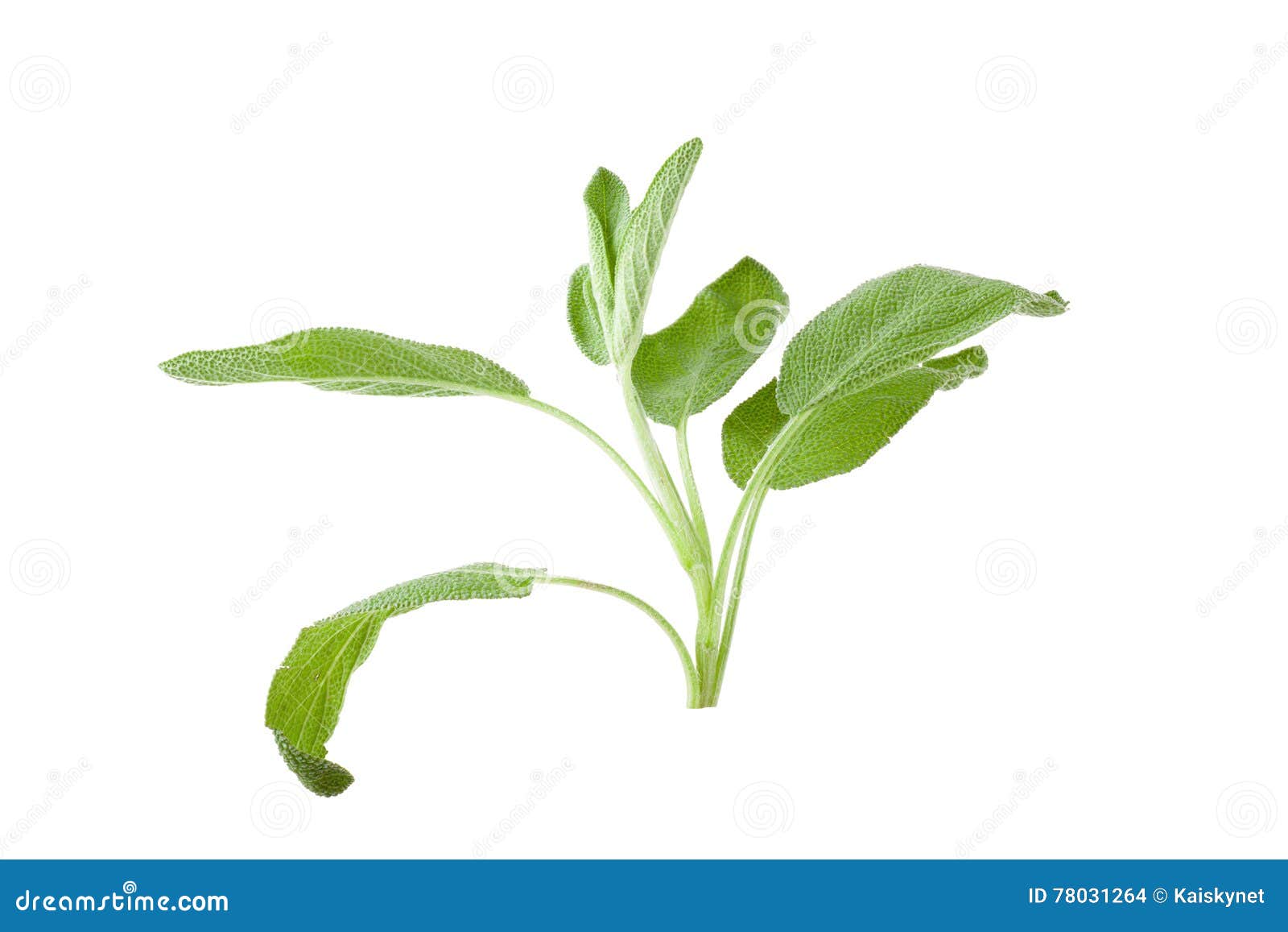 Sage Plant on a White Background Stock Photo - Image of twig ...