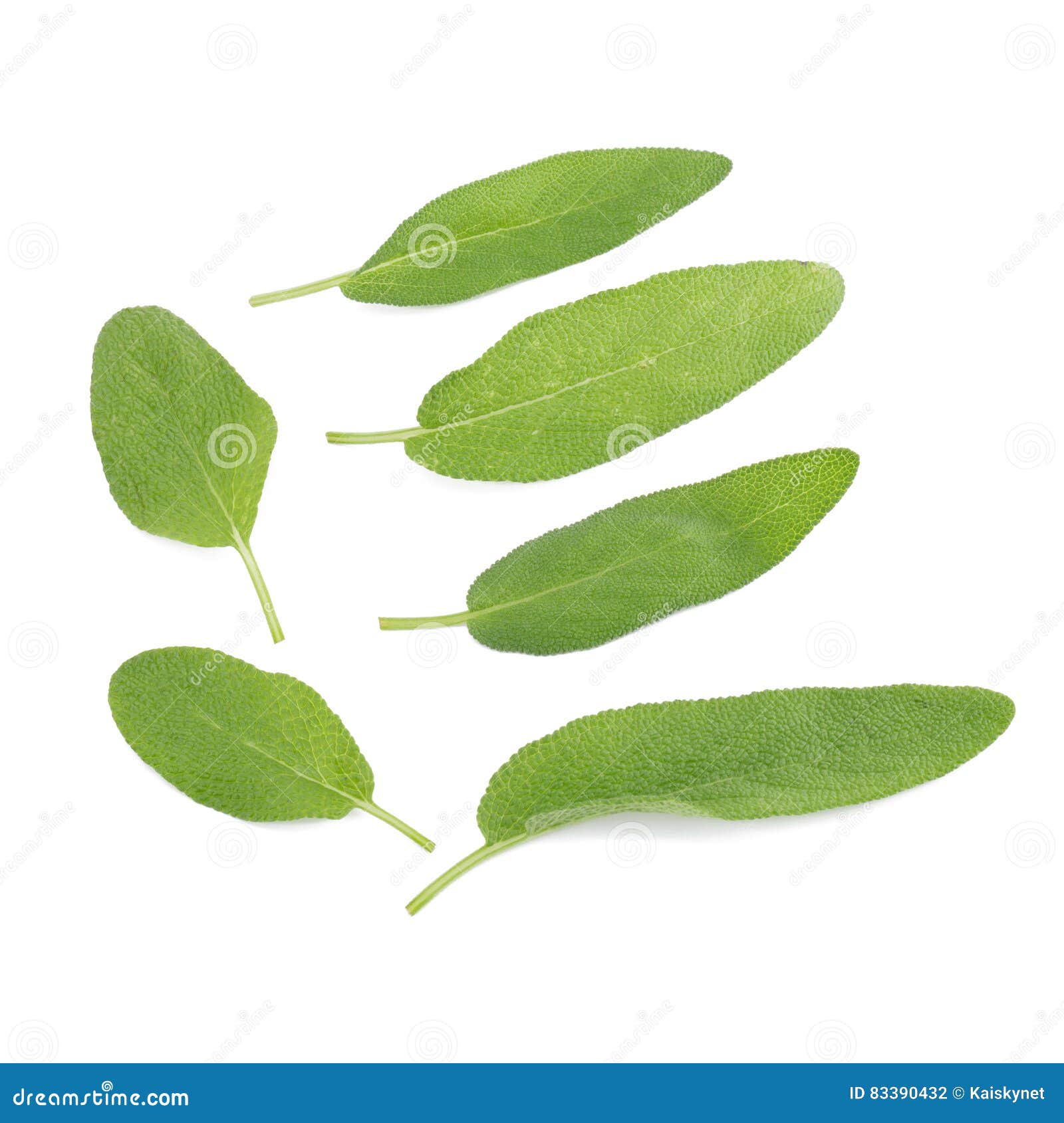 Sage Plant on a White Background. Stock Photo - Image of herbal ...