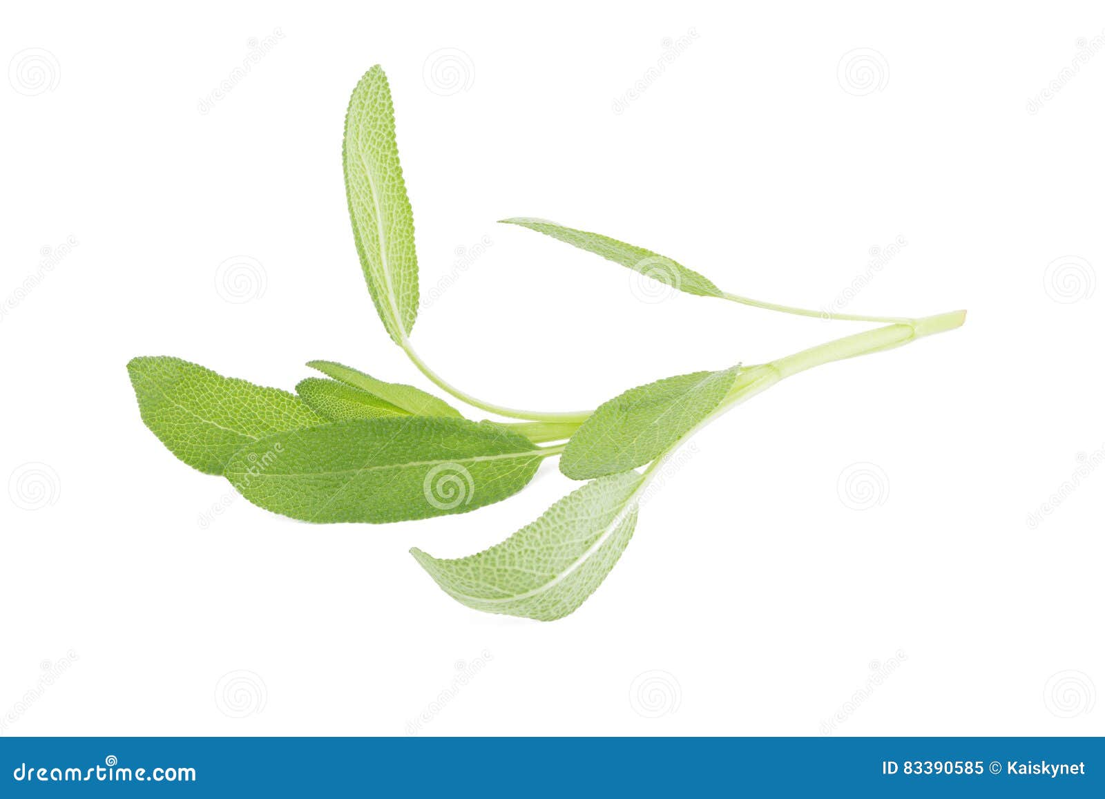 Sage Plant on a White Background. Stock Image - Image of cuisine ...