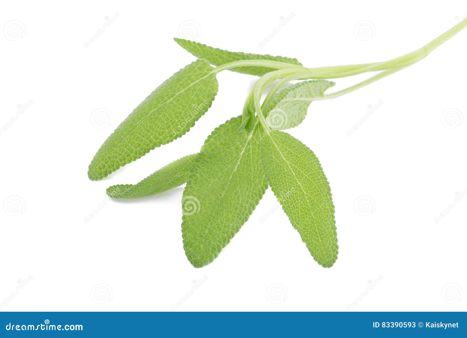 Sage Plant on a White Background. Stock Image - Image of fresh ...