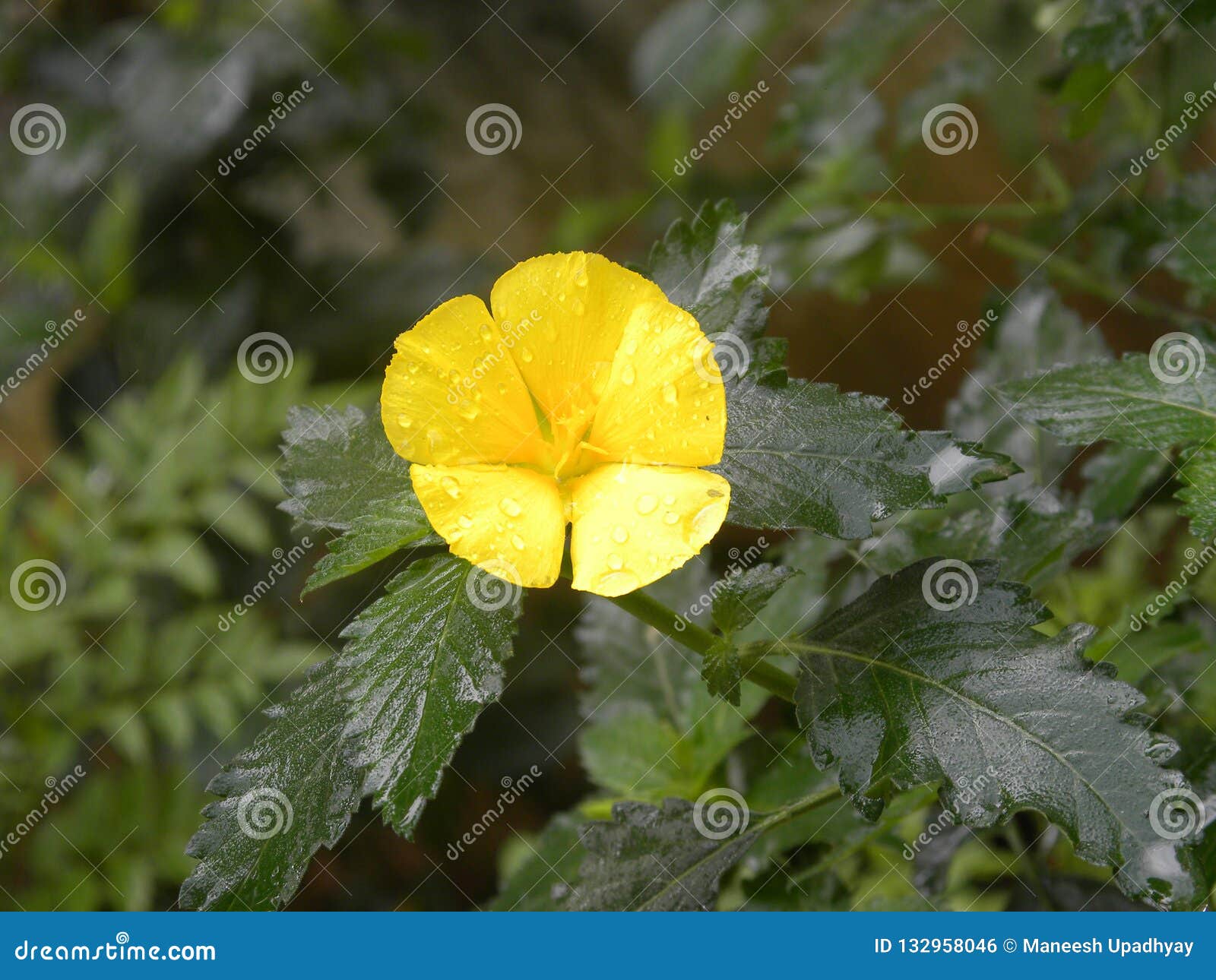 Sage Rose foto de archivo. Imagen de exterior, macro - 132958046