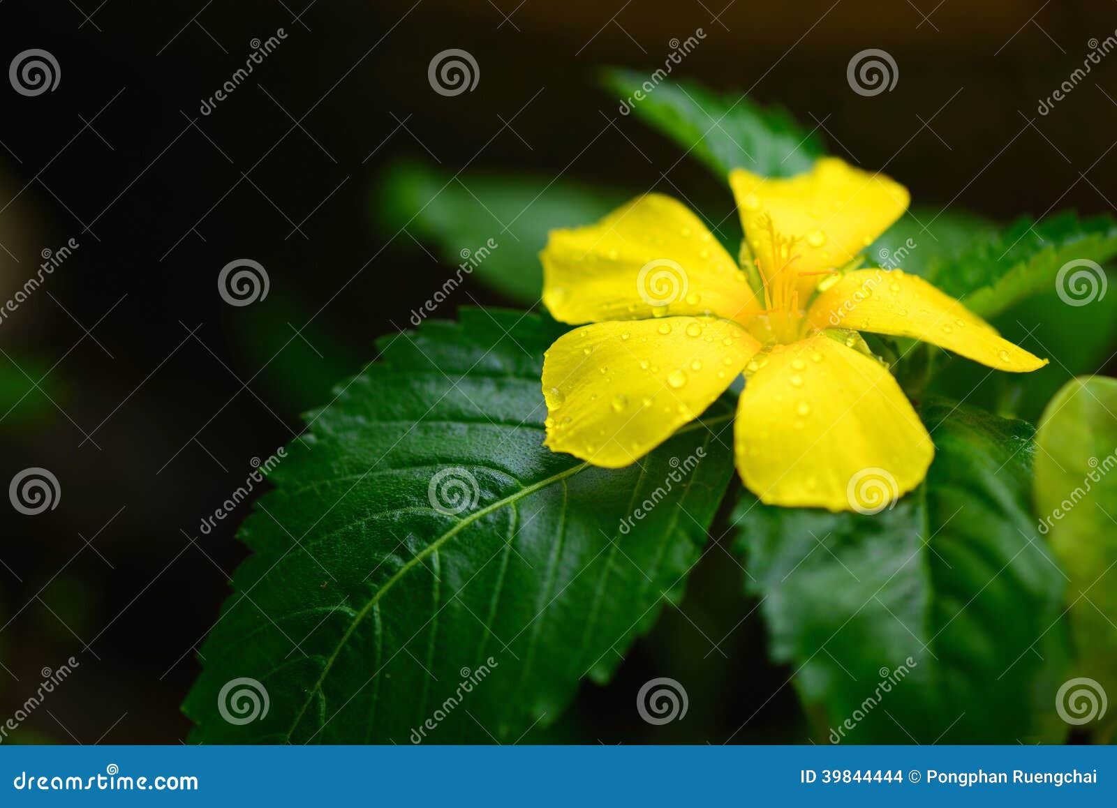 Sage Rose stock photo. Image of holly, flora, corolla - 39844444