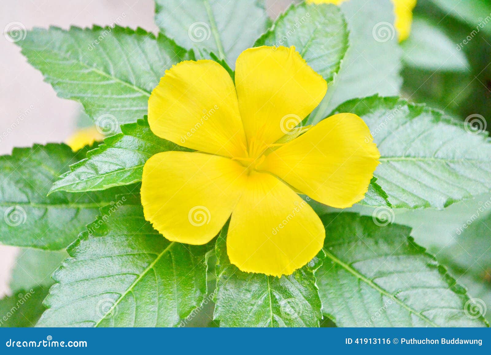 Sage rose flower stock photo. Image of holly, bright - 41913116
