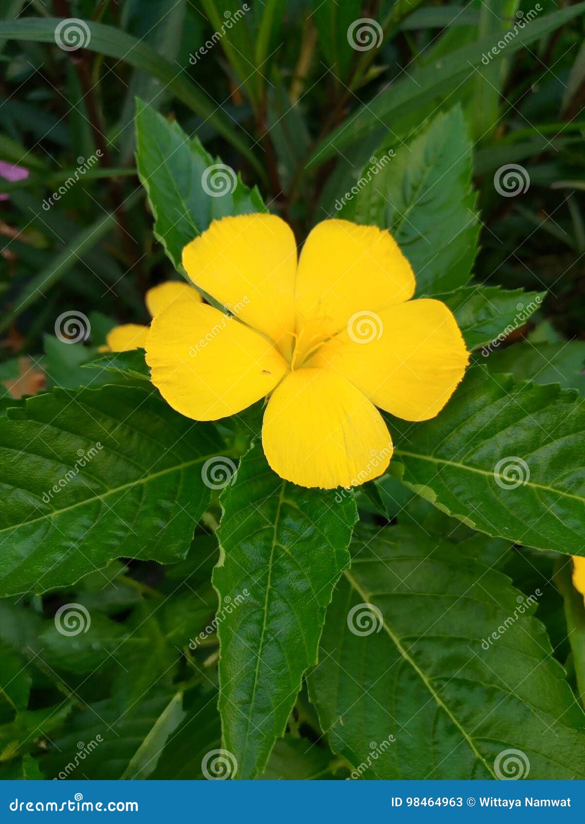 Sage rose stock image. Image of color, decoration, green - 98464963