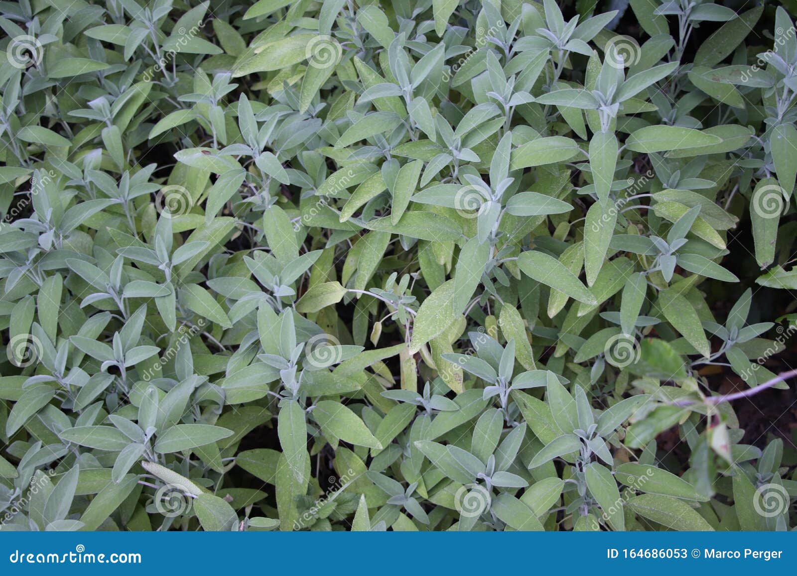 Sage stock image. Image of gardening, called, green - 164686053