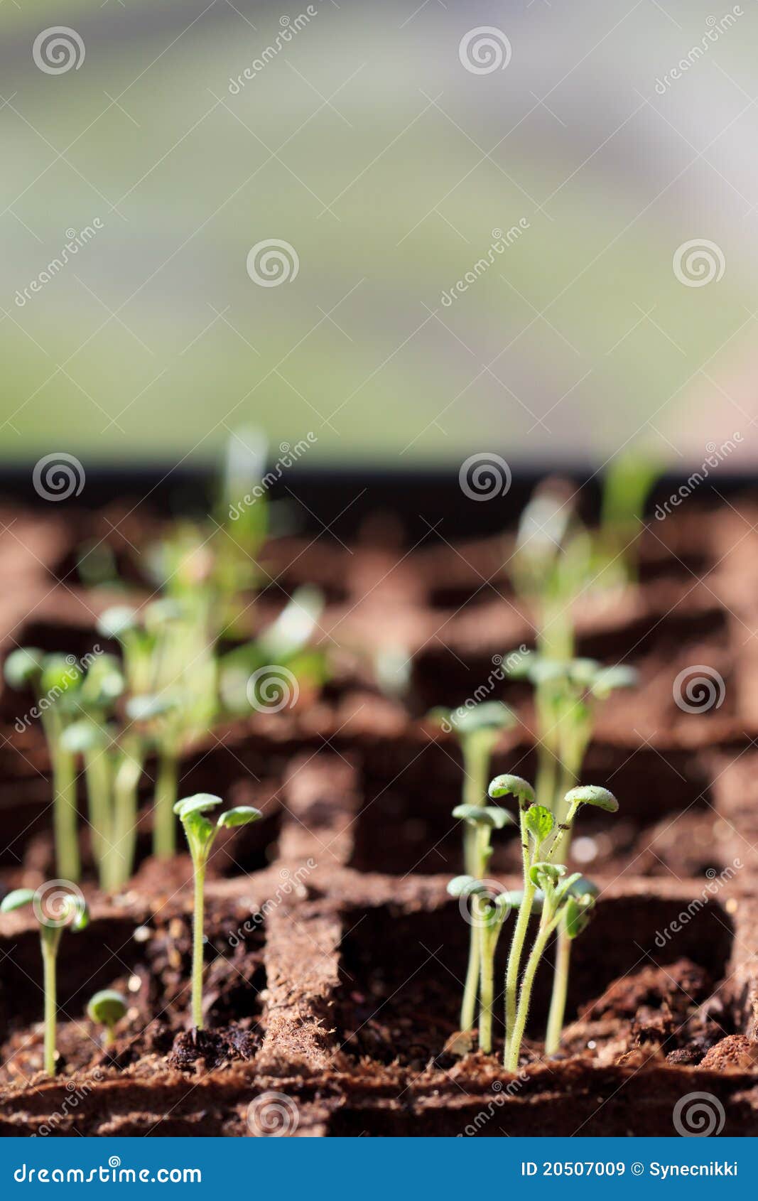 Sage Seedling stock image. Image of environmental, nature - 20507009