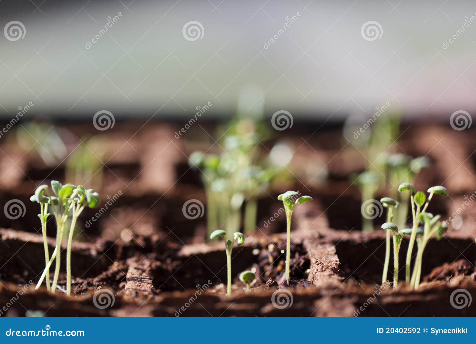 Sage Seedlings stock photo. Image of growth, dirt, gardening - 20402592
