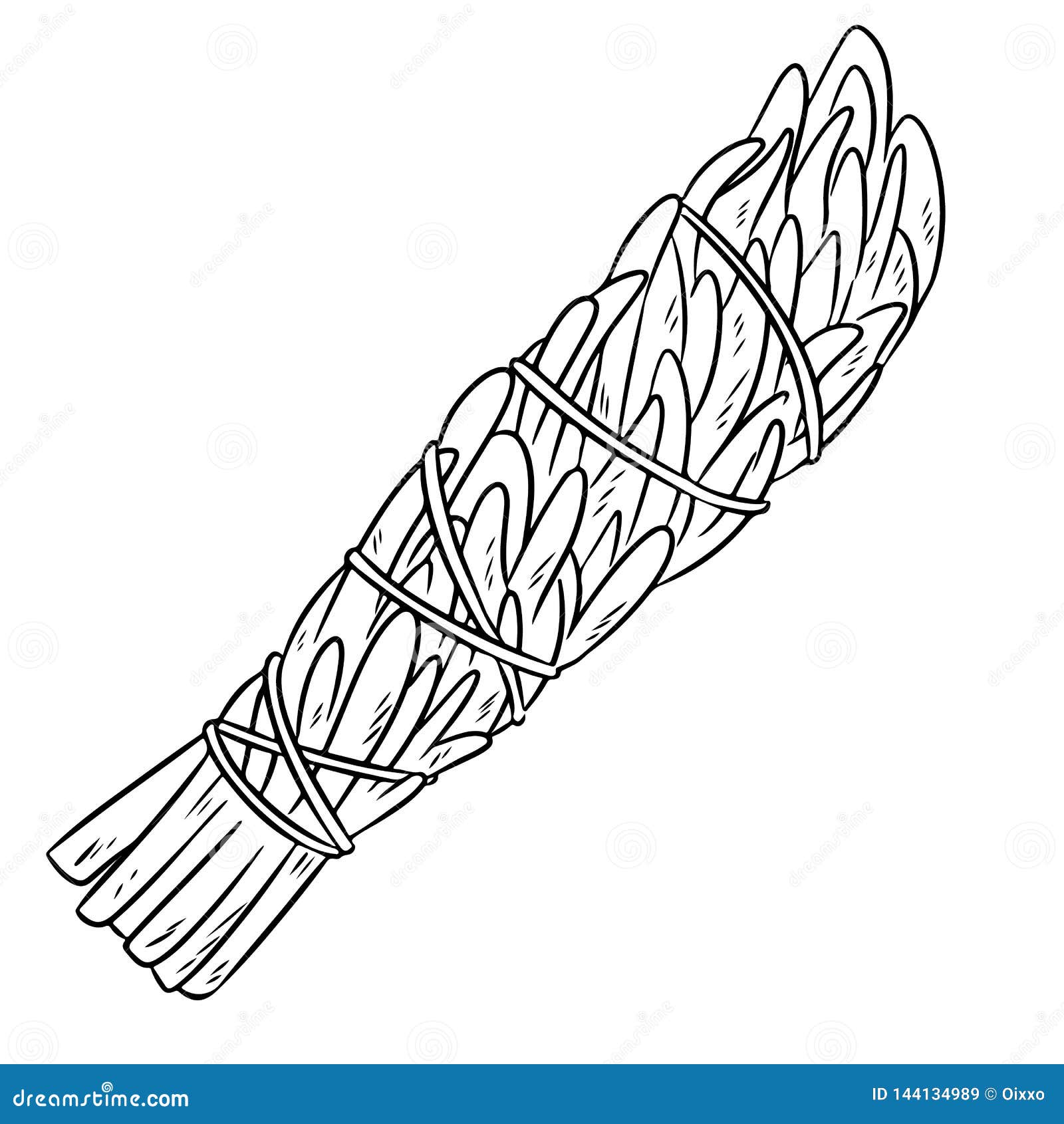 Sage Smudge Stick Hand-drawn Doodle Isolated Illustration. Mugwort Herb ...