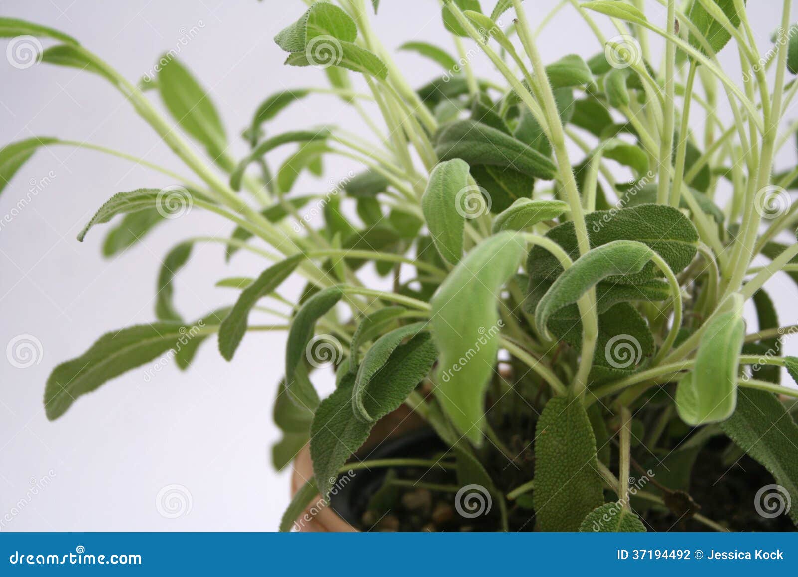 Sage stock photo. Image of freshness, spices, green, food - 37194492