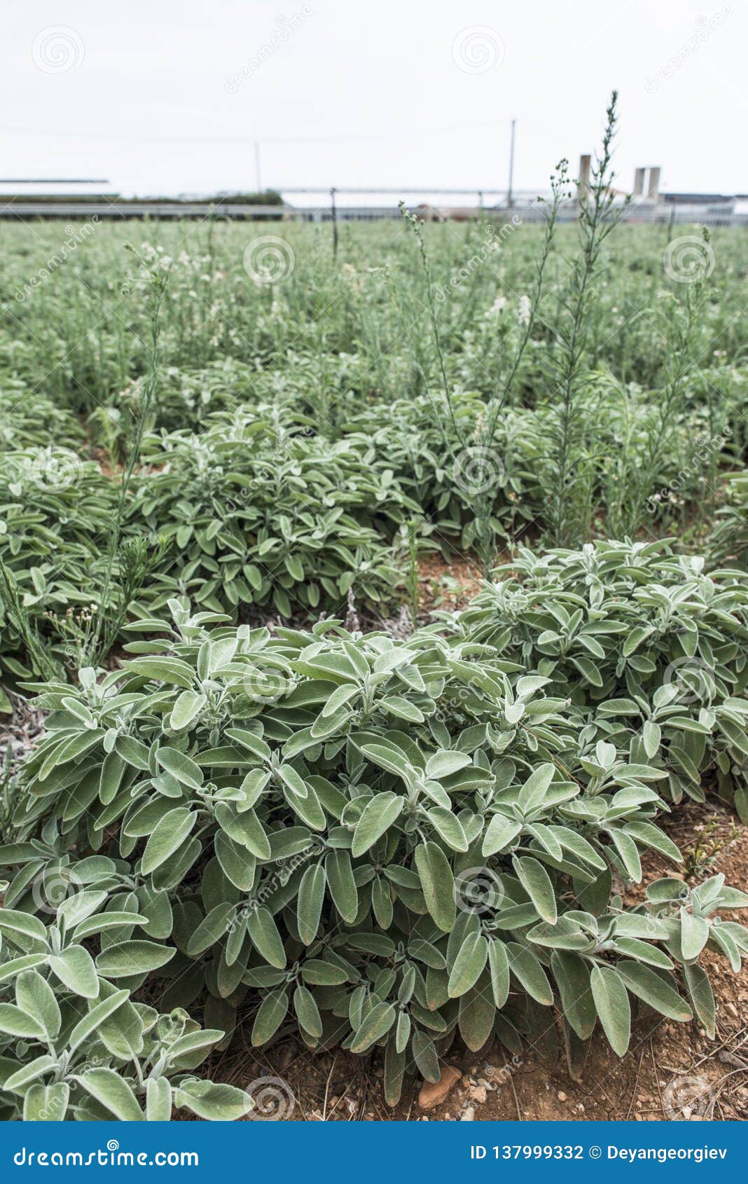 Sage spice garden stock photo. Image of food, leaf, herb - 137999332