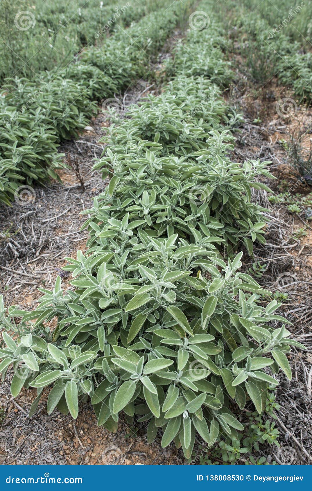 Sage spice garden stock photo. Image of closeup, growing - 138008530