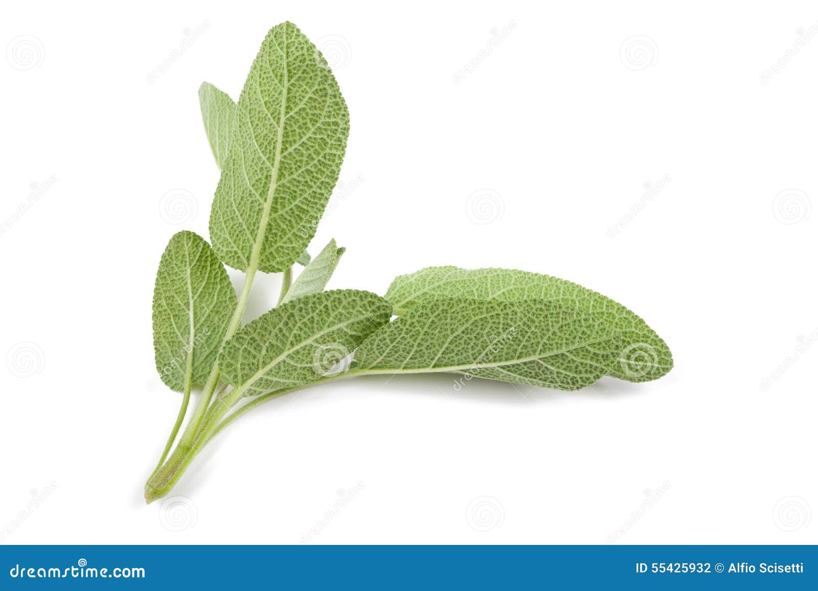 Sage stock photo. Image of taste, spice, view, leaves - 55425932