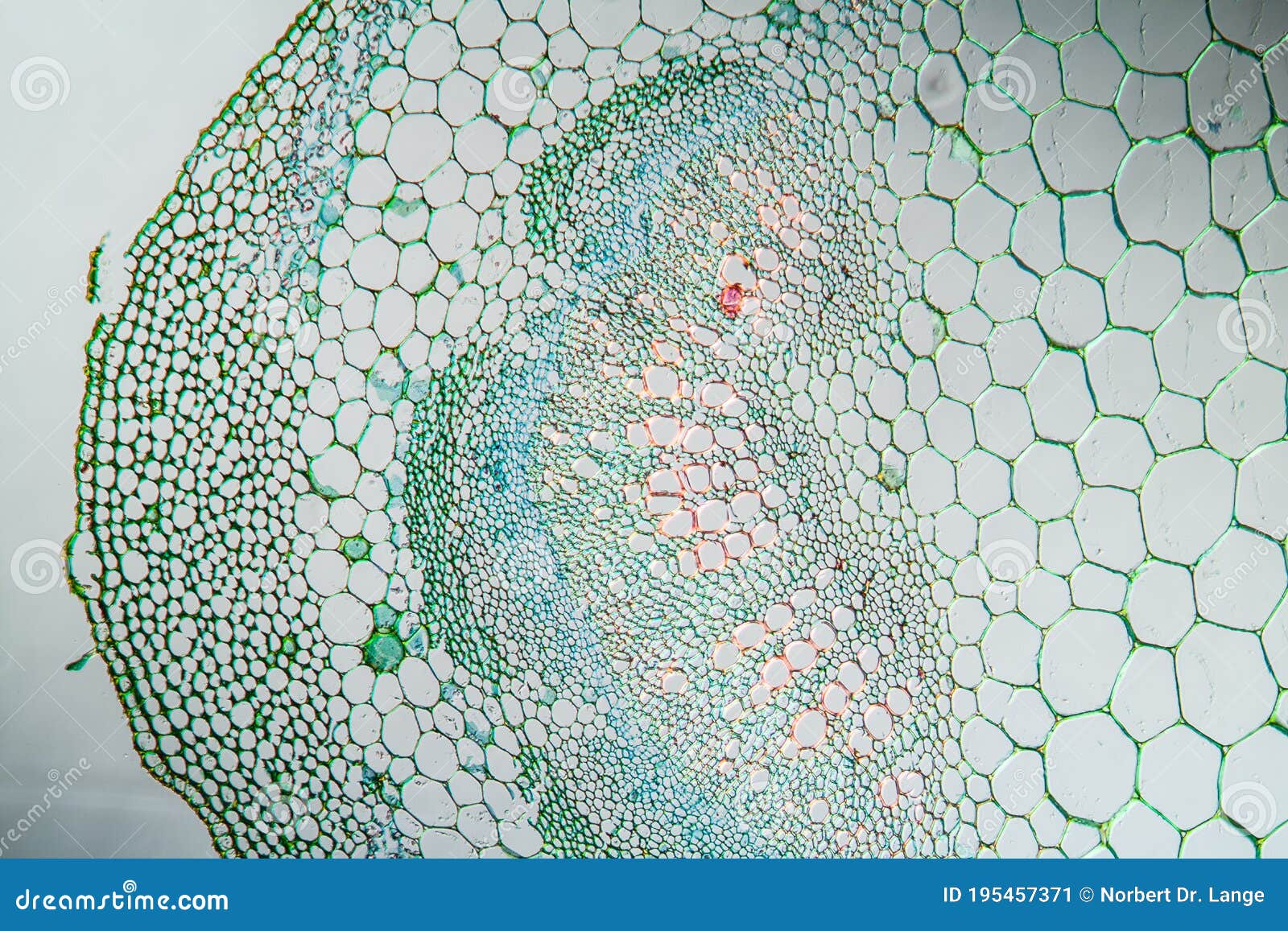 Sage Stems in Cross Section Stock Image - Image of meadow, magnifying ...