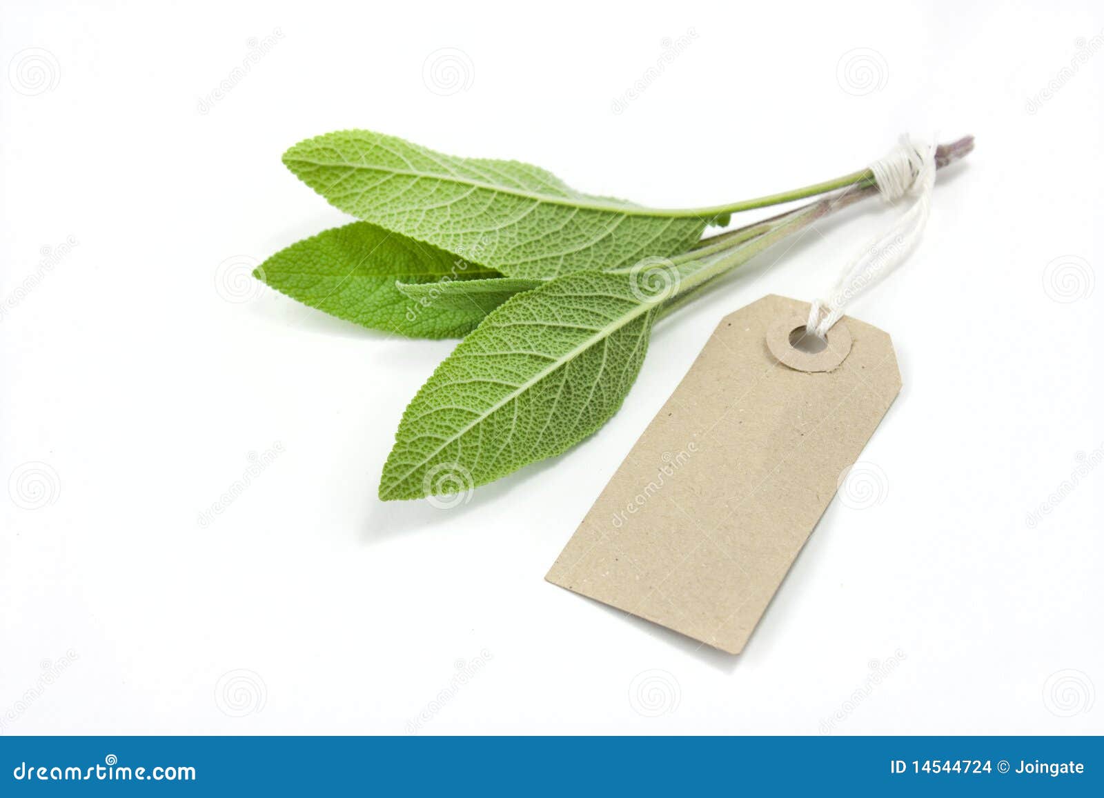 Sage and tag stock photo. Image of green, herb, leaf - 14544724