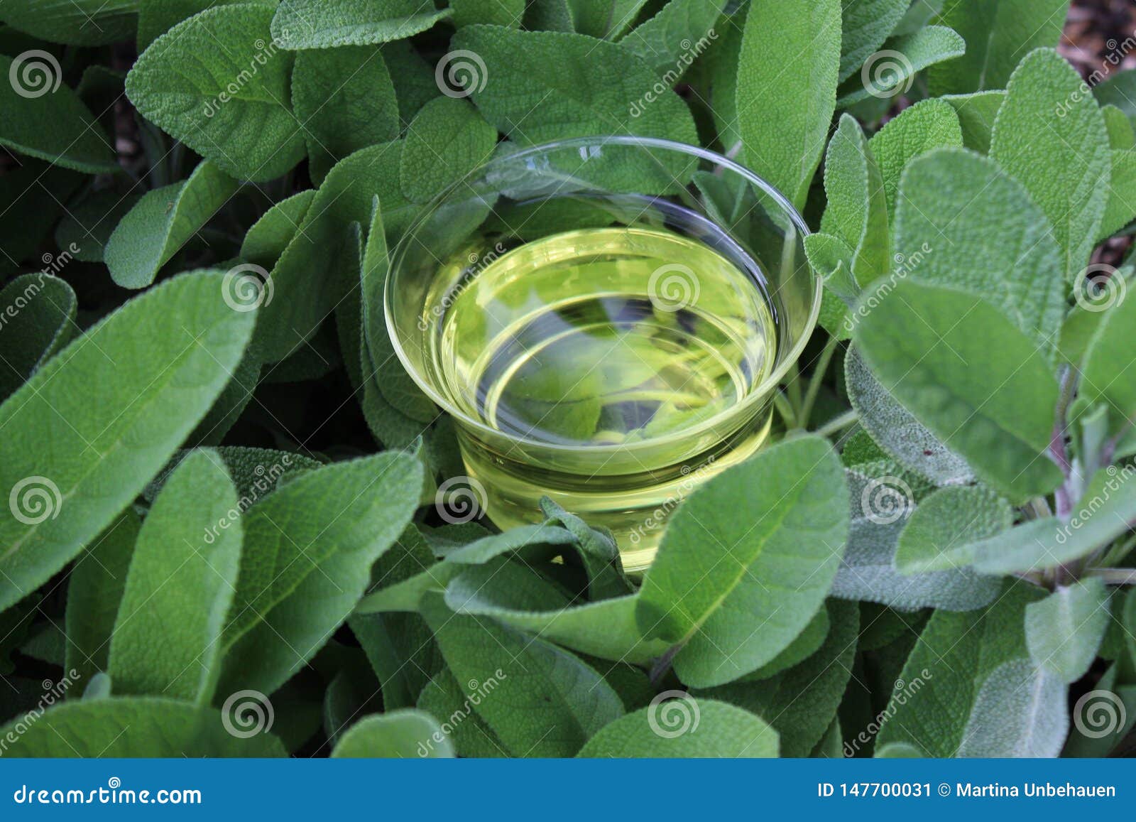 Sage tea in sage leaves stock image. Image of natural - 147700031