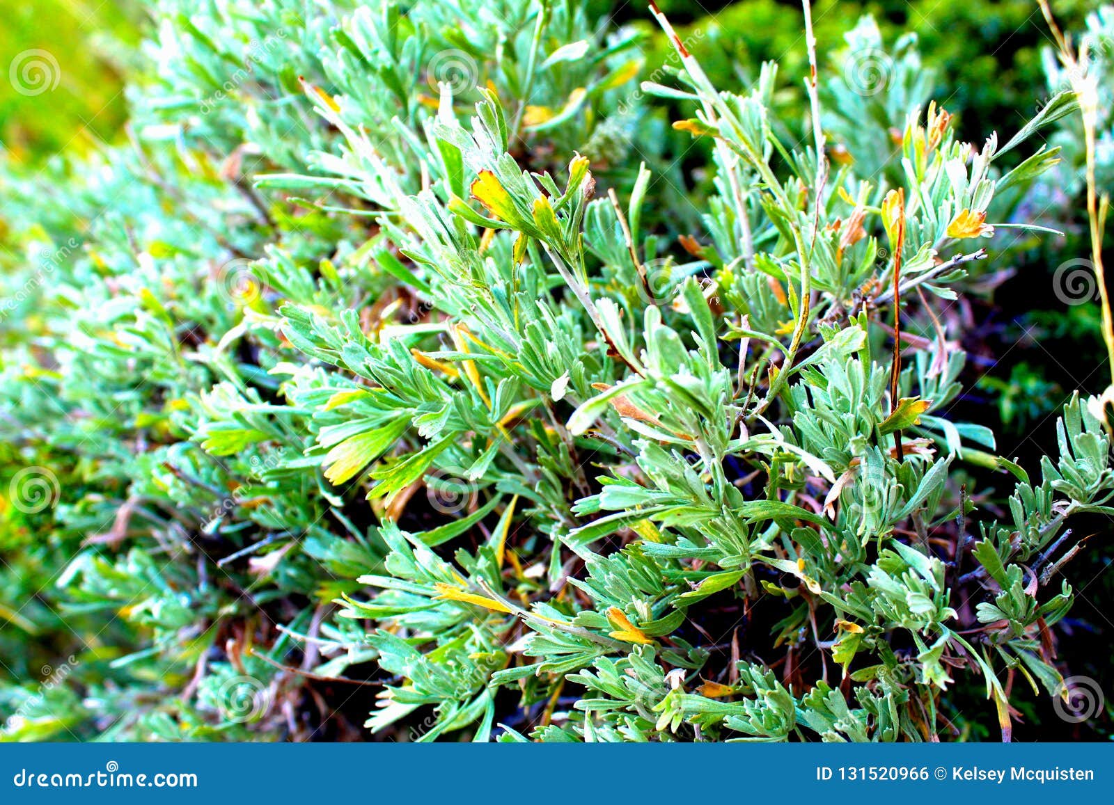 Sage tree beautiful green stock photo. Image of tree - 131520966