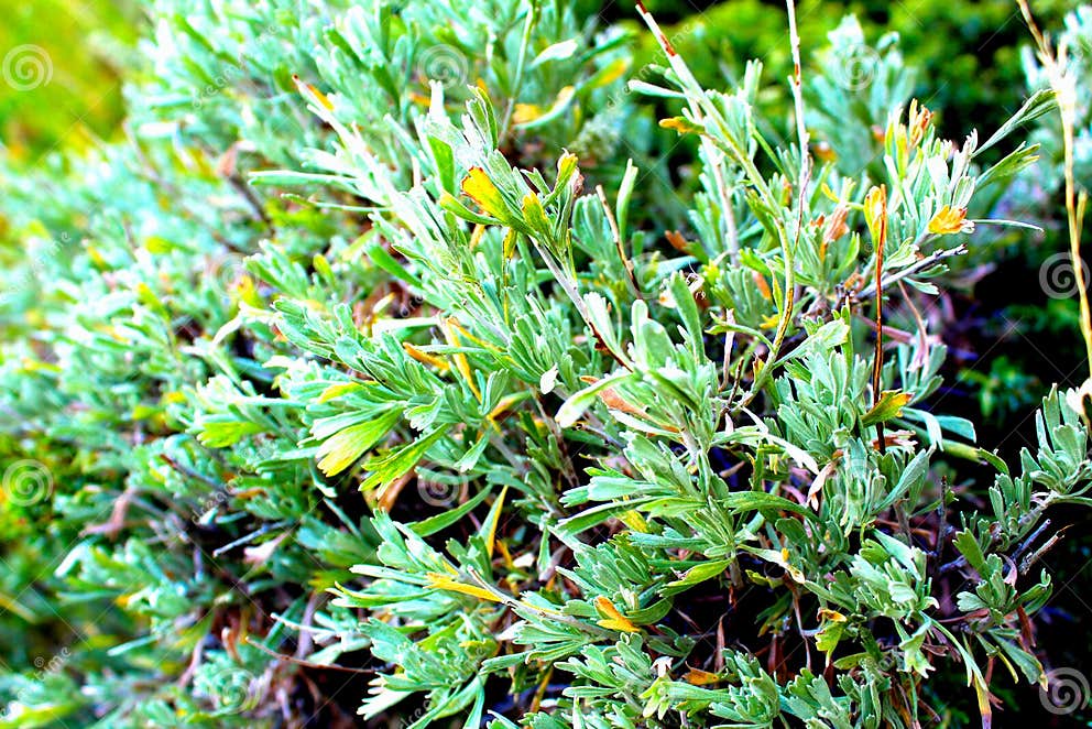 Sage tree beautiful green stock photo. Image of tree - 131520966