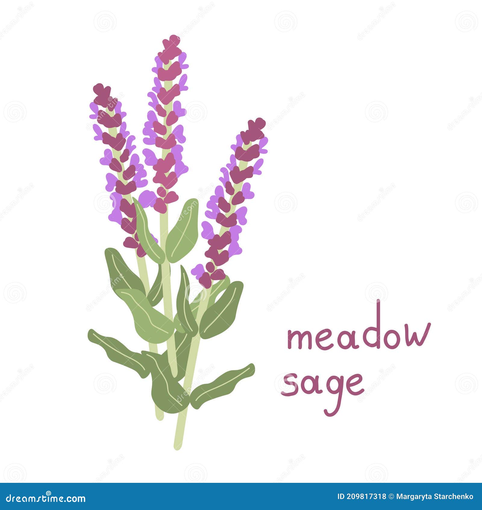 Sage vector flower stock vector. Illustration of stems - 209817318
