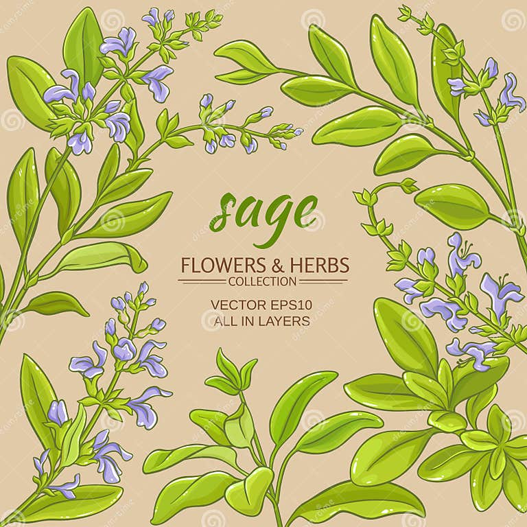 Sage vector frame stock vector. Illustration of herb - 103645406