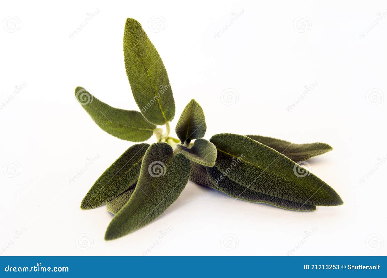Sage on white background stock image. Image of cooking - 21213253