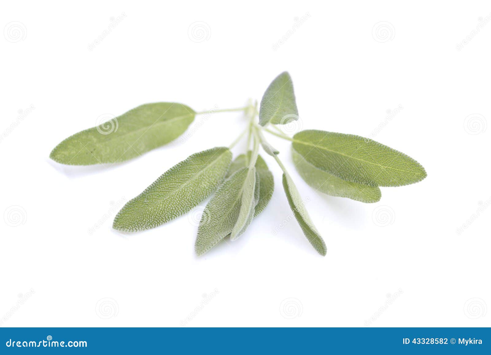 Sage on white stock photo. Image of objects, medicine - 43328582